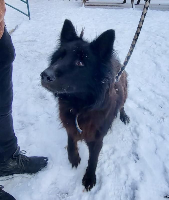 Fergus | Allgemeiner Tierhilfsdienst e.V.