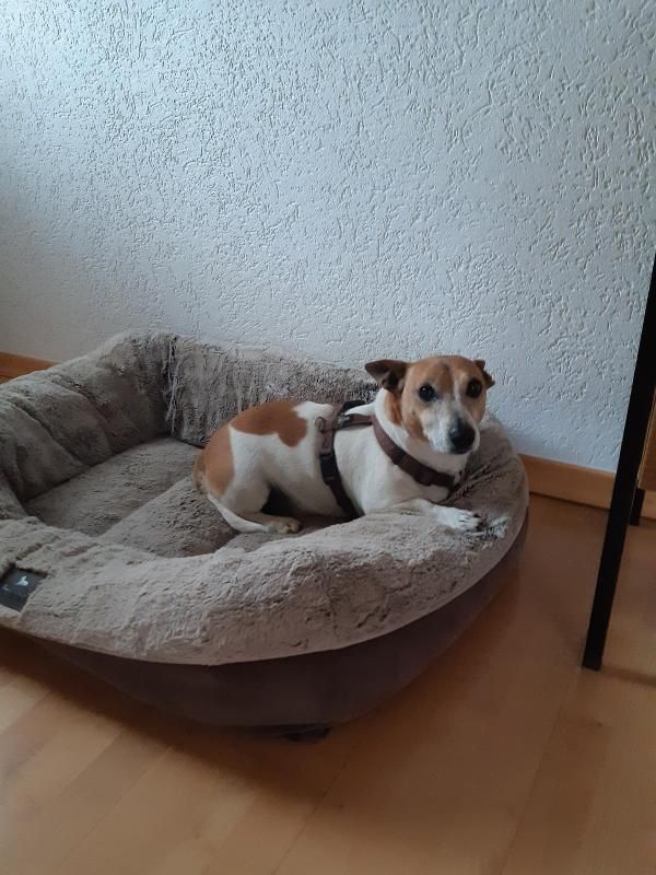 Diago | Allgemeiner Tierhilfsdienst e.V.