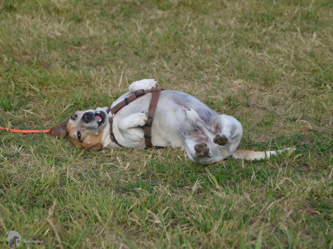 Diago | Allgemeiner Tierhilfsdienst e.V.