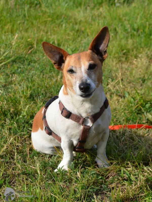 Diago | Allgemeiner Tierhilfsdienst e.V.