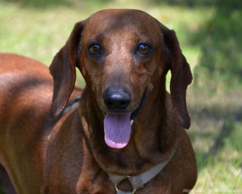 Cleo | Allgemeiner Tierhilfsdienst e.V.