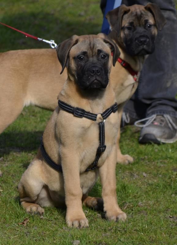 Vega | Allgemeiner Tierhilfsdienst e.V.