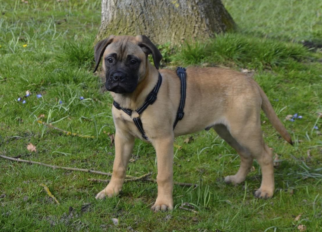 Vega | Allgemeiner Tierhilfsdienst e.V.