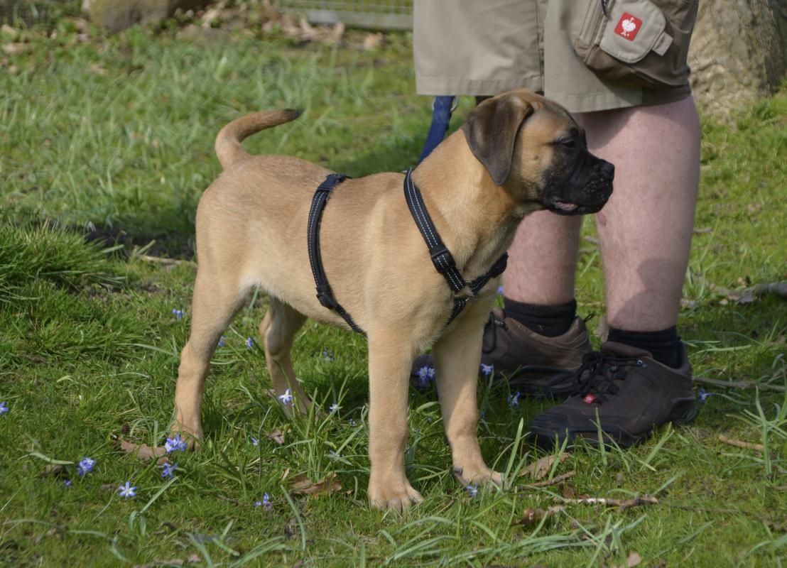 Vega | Allgemeiner Tierhilfsdienst e.V.