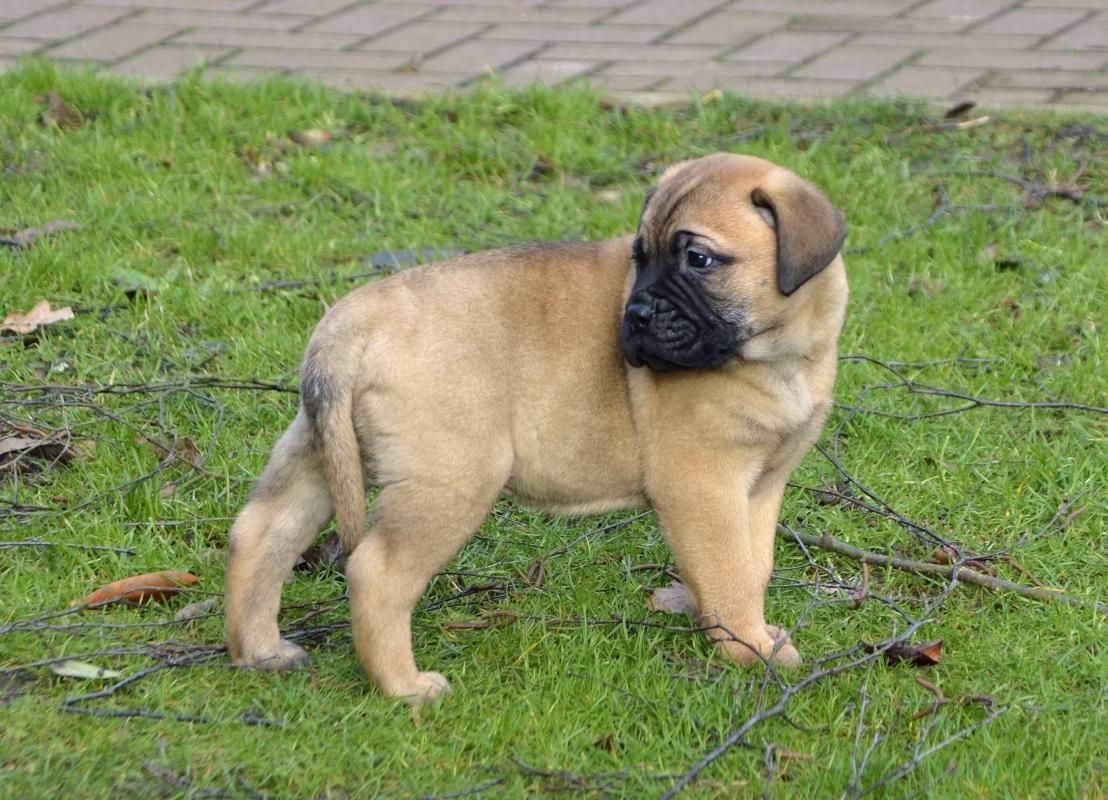 Vega | Allgemeiner Tierhilfsdienst e.V.