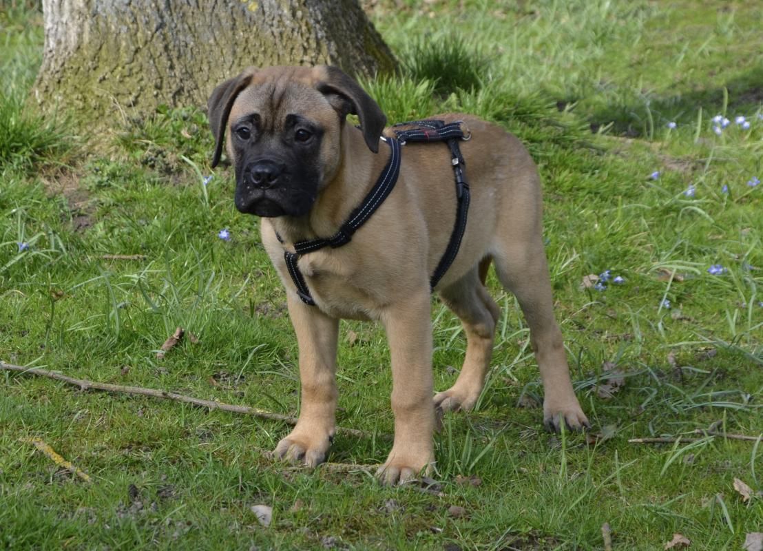 Vega | Allgemeiner Tierhilfsdienst e.V.